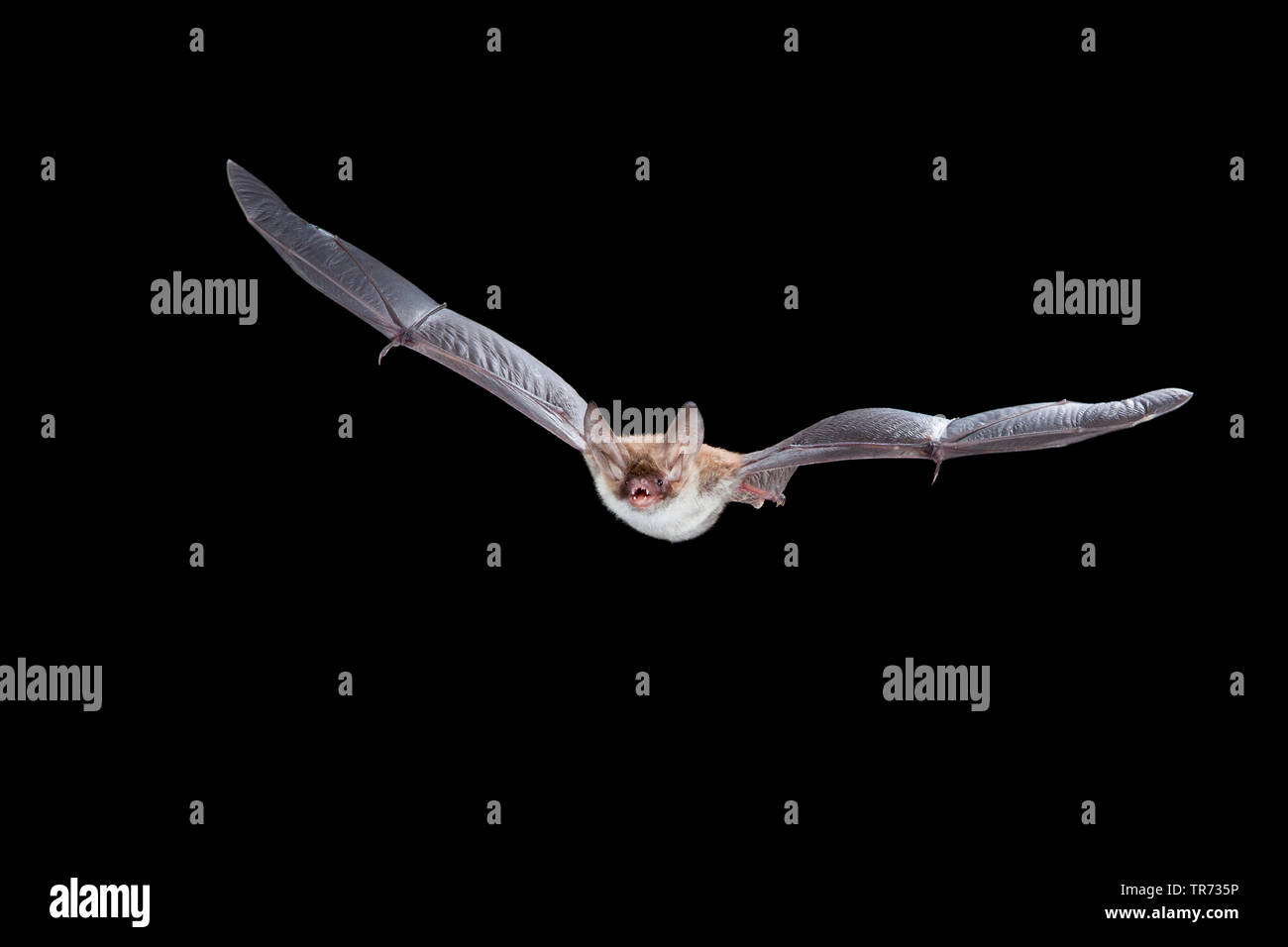 Bechsteins bat myotis bechsteinii Banque de photographies et d’images à ...