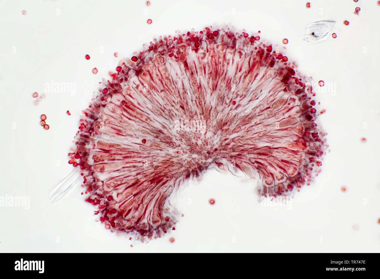 Les conidies Banque de photographies et d’images à haute résolution - Alamy