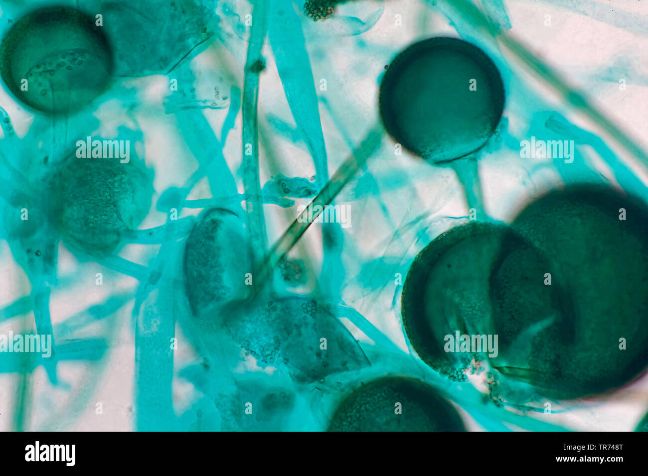 Mucor mucedo Banque de photographies et d’images à haute résolution - Alamy