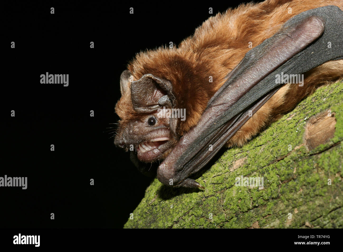 Noctule nyctalus noctula Banque de photographies et d’images à haute ...