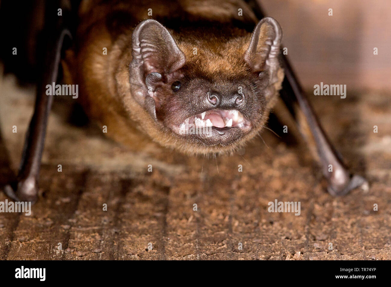 Noctule nyctalus noctula Banque de photographies et d’images à haute ...