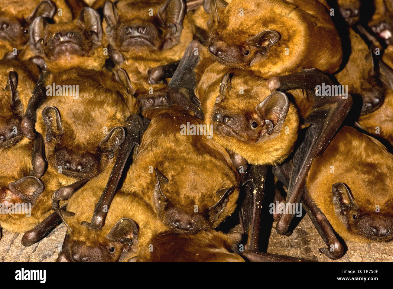 Noctule nyctalus noctula Banque de photographies et d’images à haute ...