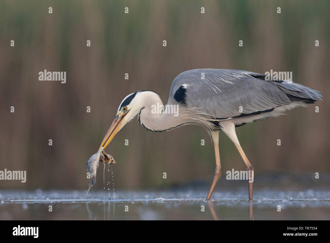 Poisson oiseau dans le bec Banque de photographies et d’images à haute ...