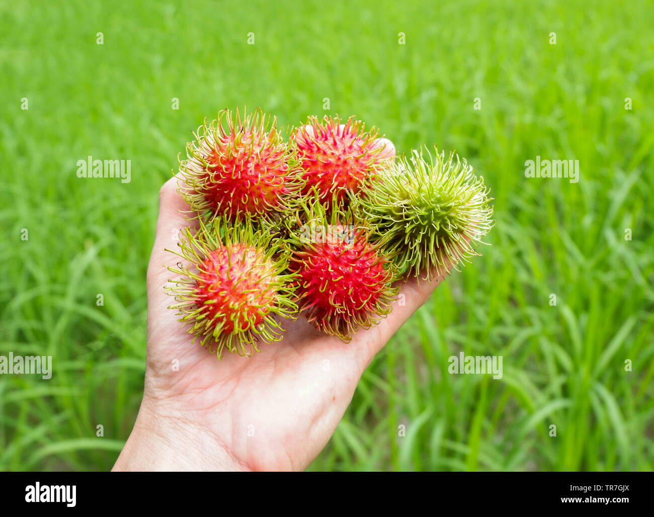 Ramboutan dans la main / Man holding ramboutans frais récolte de fruits ...