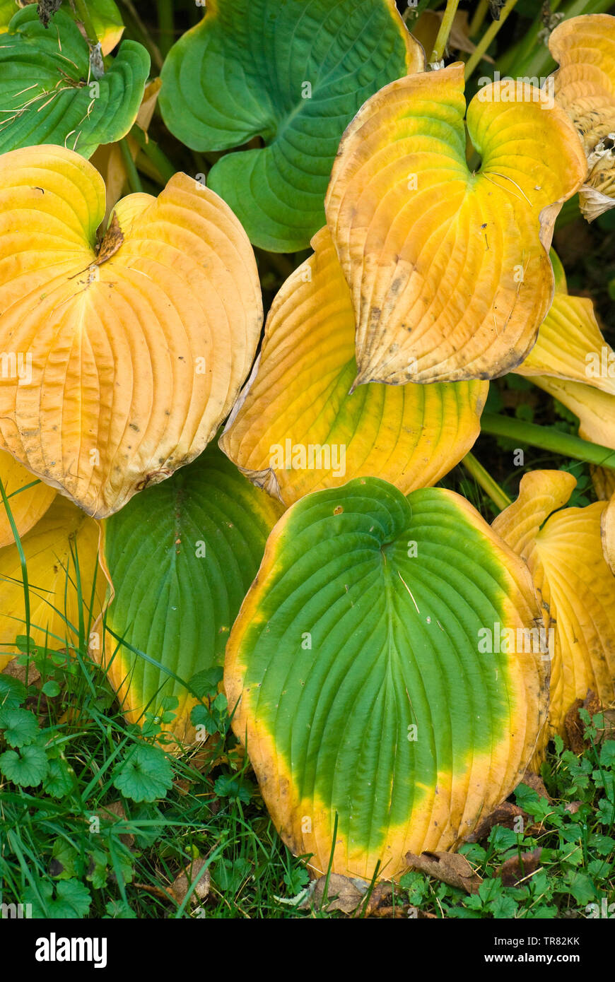 Hosta automne Banque de photographies et d’images à haute résolution ...