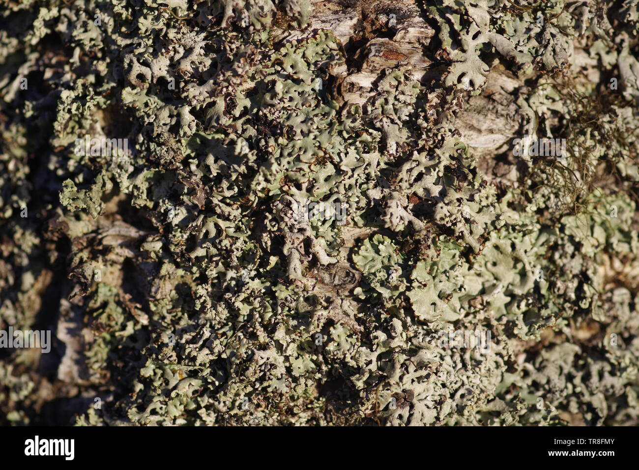 Fond naturel de mousse de chêne (Evernia prunastri Lichen) sur le tronc ...