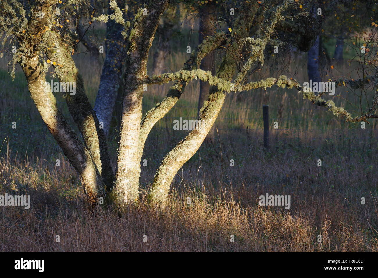 Mousse de chêne (Evernia prunastri Lichen) sur le tronc des arbres de ...