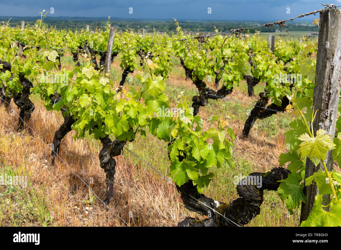 Sauternes france Banque de photographies et d’images à haute résolution ...