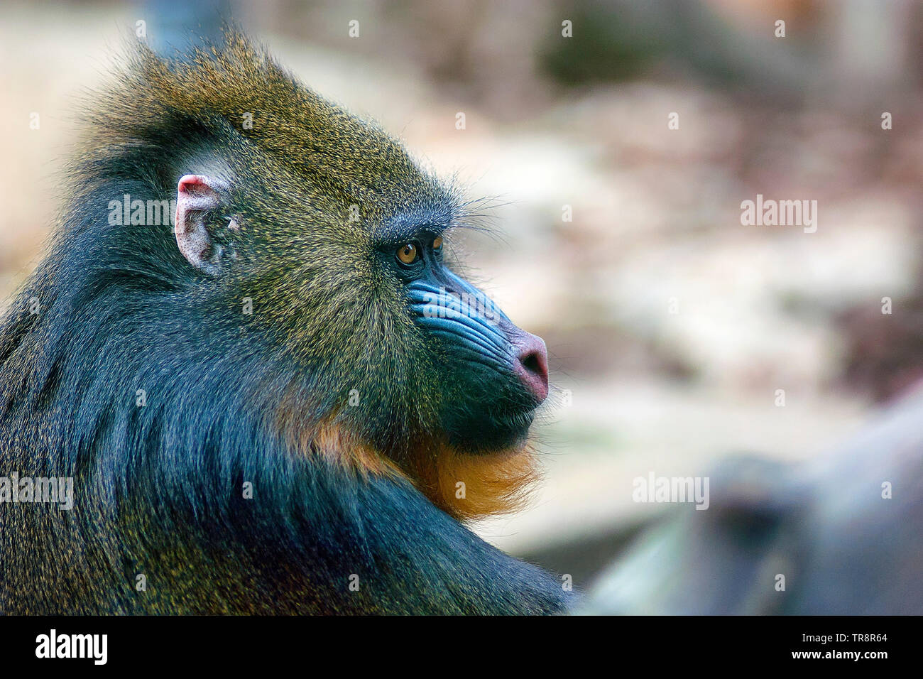 Babouin au mandrill Banque de photographies et d’images à haute ...