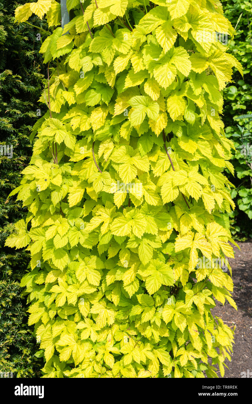 Golden hop humulus lupulus aureus Banque de photographies et d’images à ...