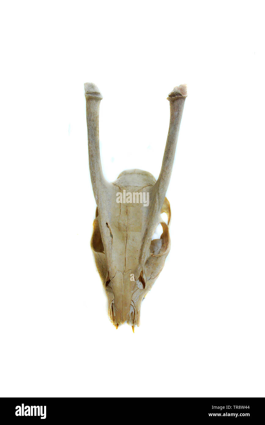 Chevreuil mort Banque d'images détourées - Alamy