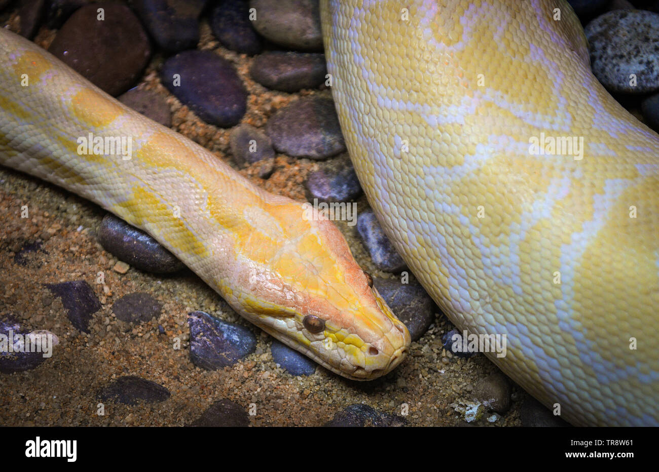 Burmese python everglades Banque de photographies et d’images à haute ...
