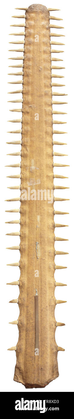 Poisson scie Banque de photographies et d’images à haute résolution - Alamy