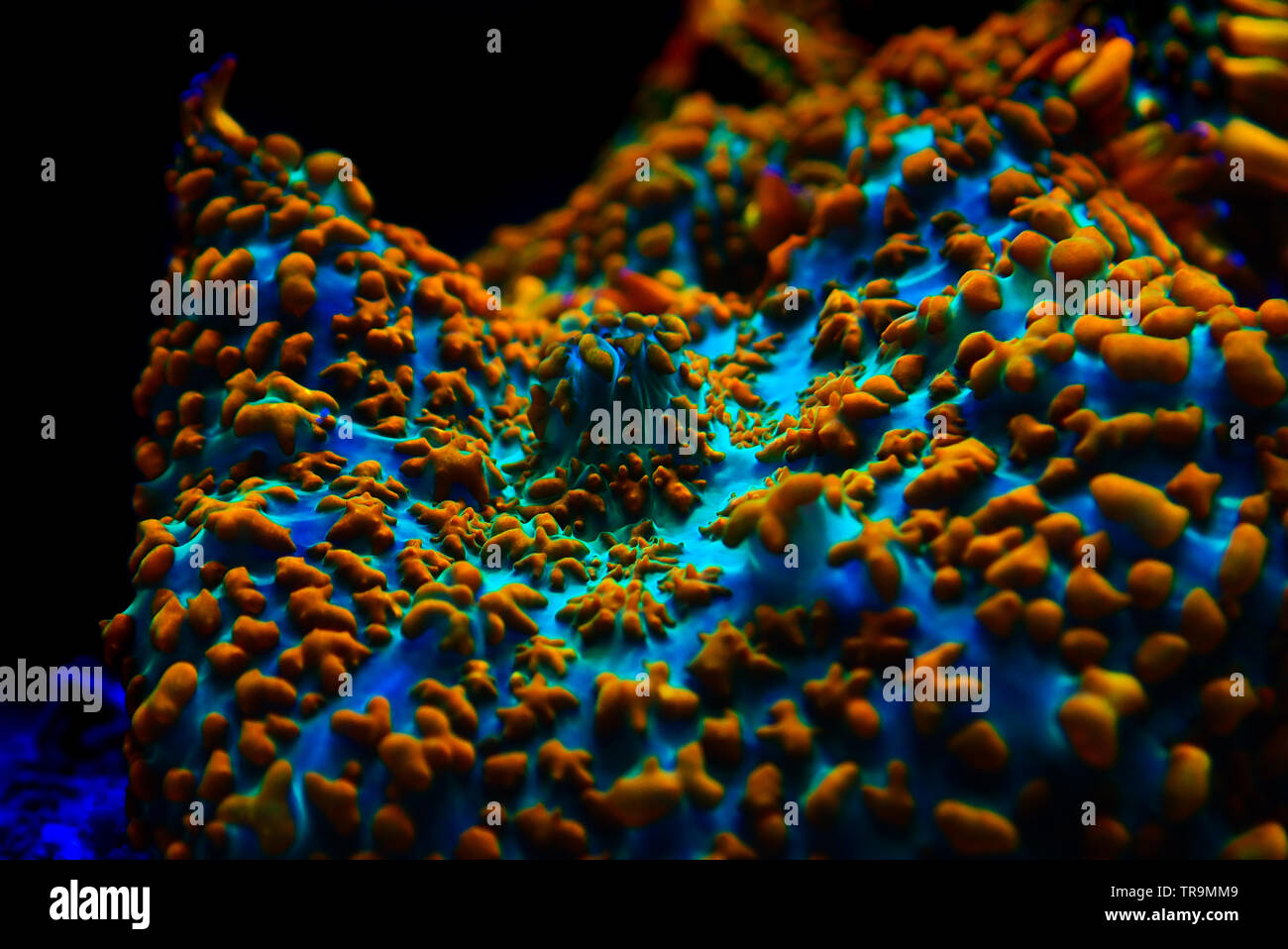 Champignon corail orange Banque de photographies et d’images à haute ...