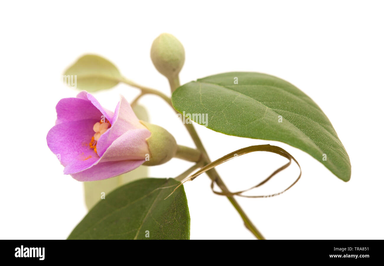 Pyramide de fleurs pyramide de fleurs Banque d'images détourées - Alamy
