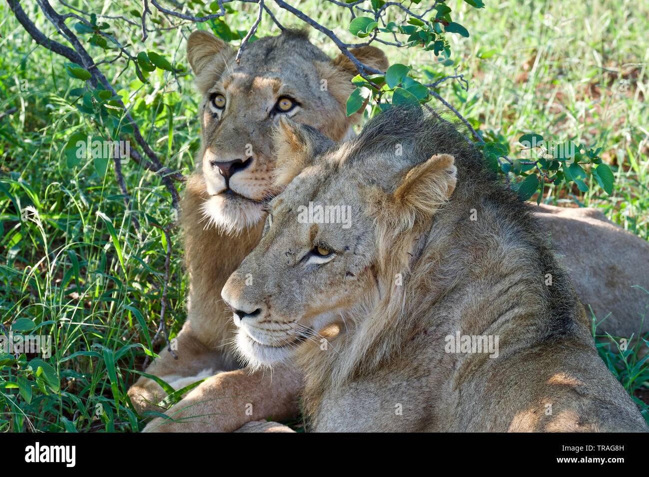 Lions de timbavati Banque de photographies et d’images à haute ...
