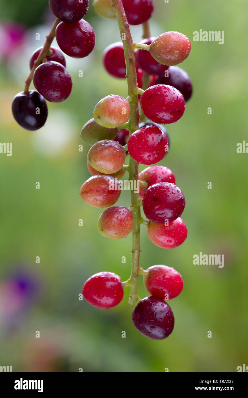 Laurier cerise Banque de photographies et d’images à haute résolution ...