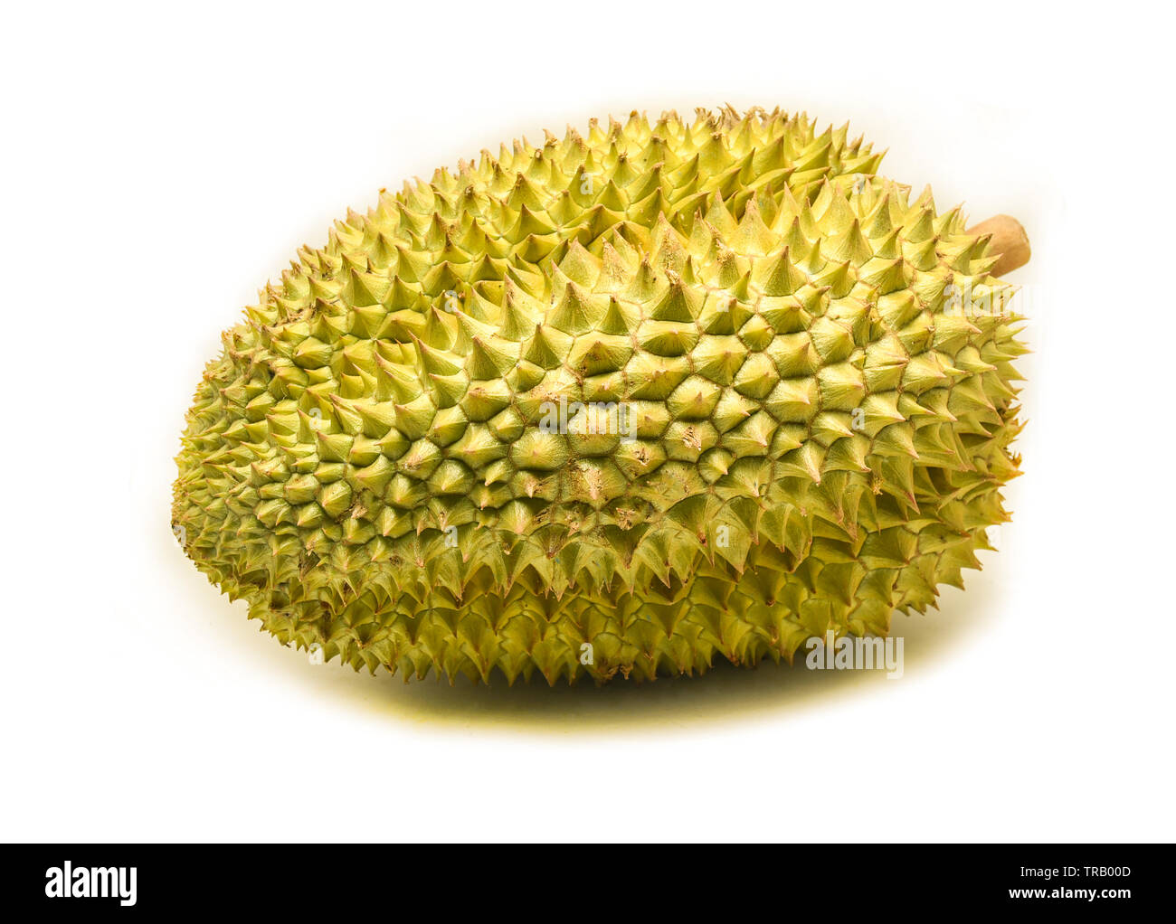 Arbre durian avec des fruits Banque d'images détourées - Alamy