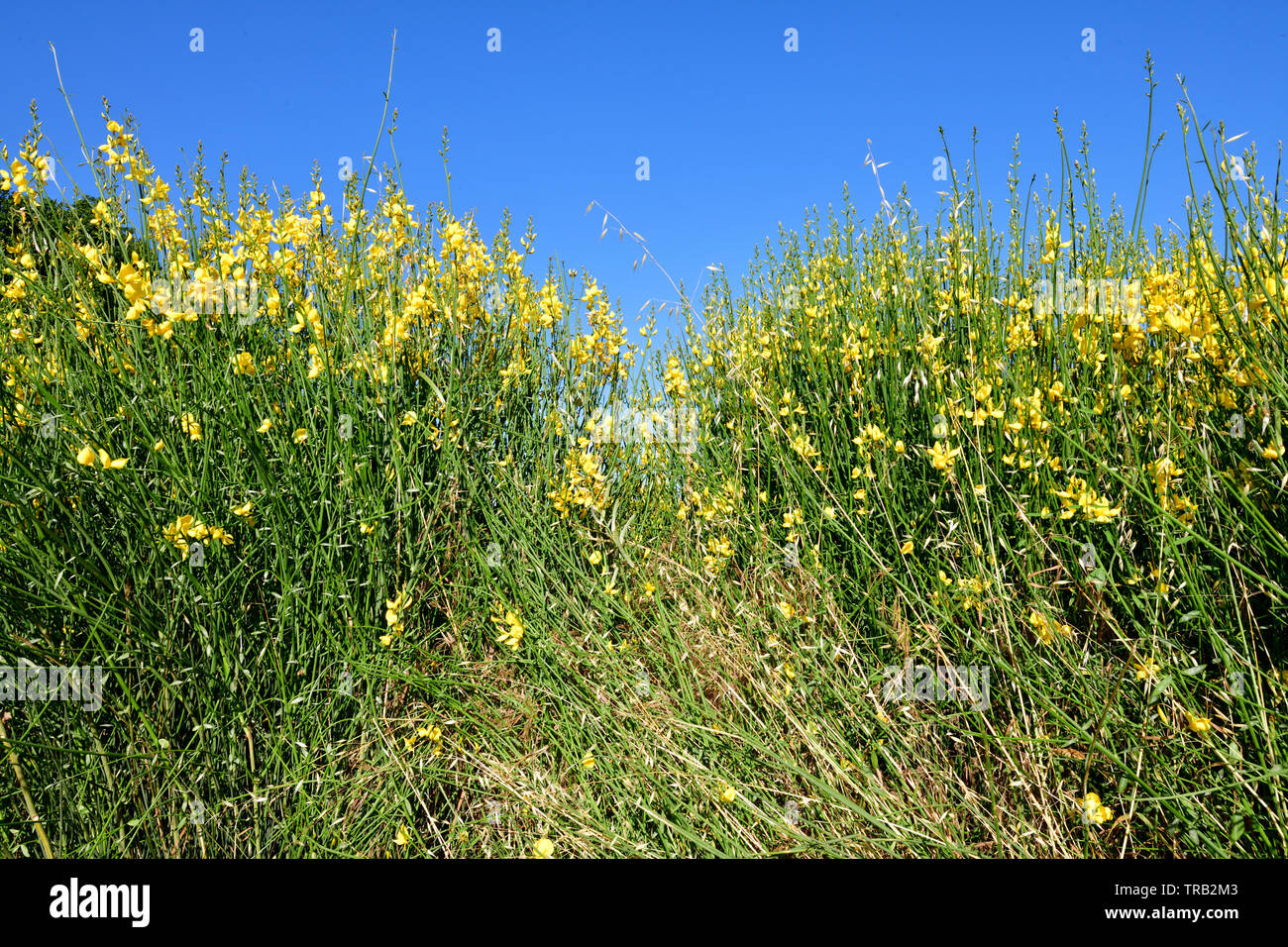 Fleur de moutarde des champs Banque de photographies et d’images à ...