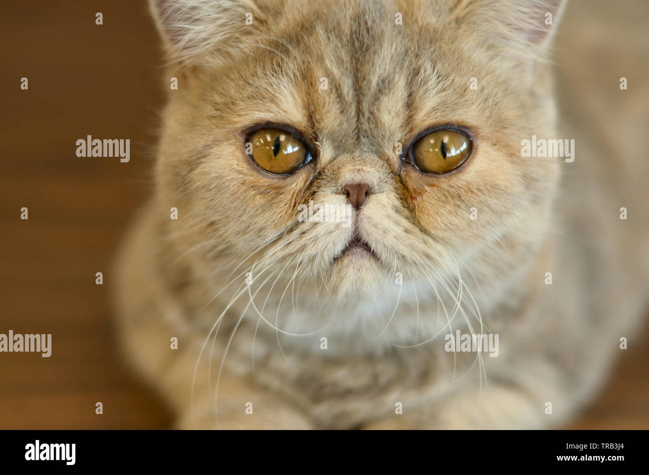 Tom jerry cat Banque de photographies et d’images à haute résolution ...