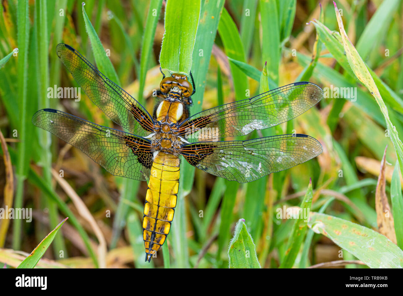 Dragon femelle Banque de photographies et d’images à haute résolution ...