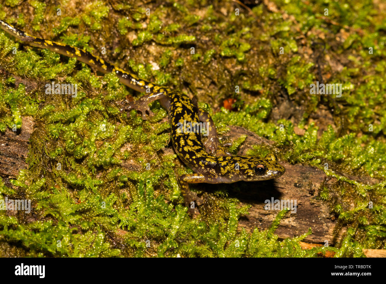 Salamandre arboricole Banque de photographies et d’images à haute ...