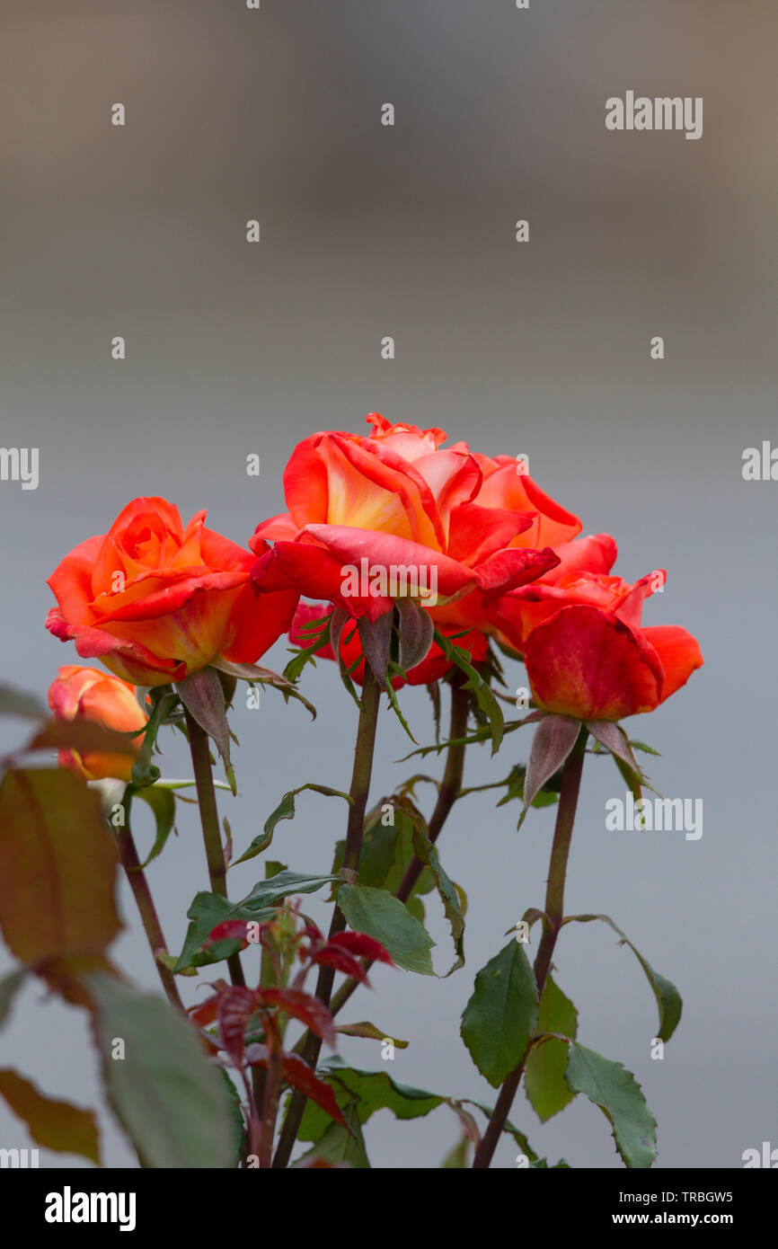 Red orange roses Banque de photographies et d’images à haute résolution ...