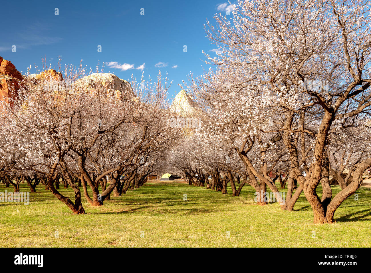 Arbres fruitiers en fleurs Banque de photographies et d’images à haute ...