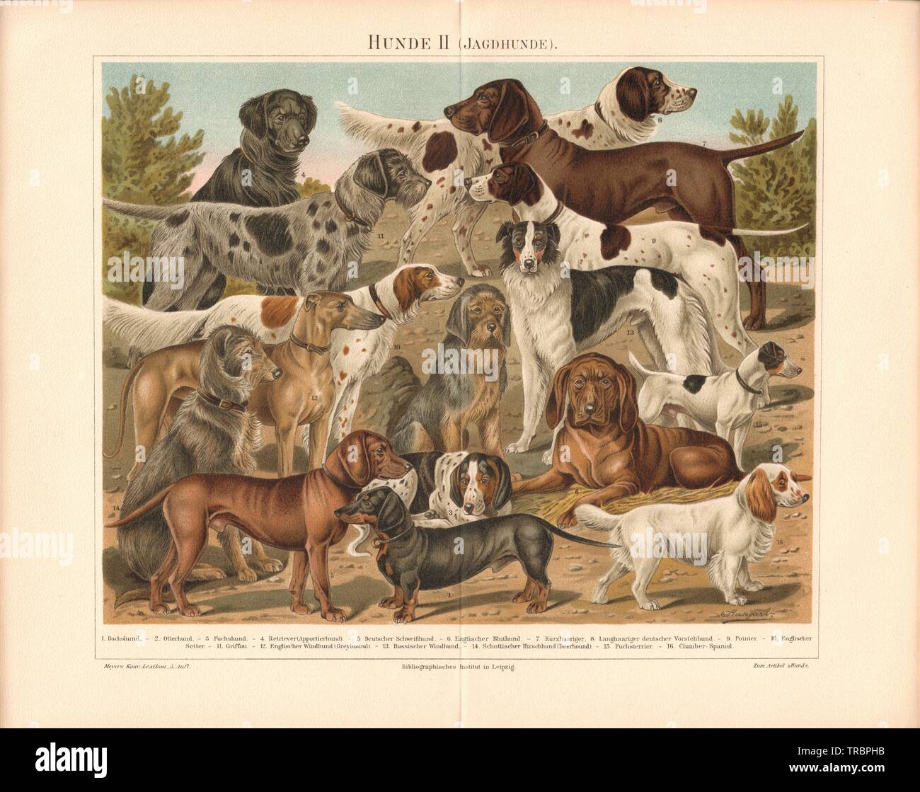 Bernard wolf Banque de photographies et d’images à haute résolution - Alamy