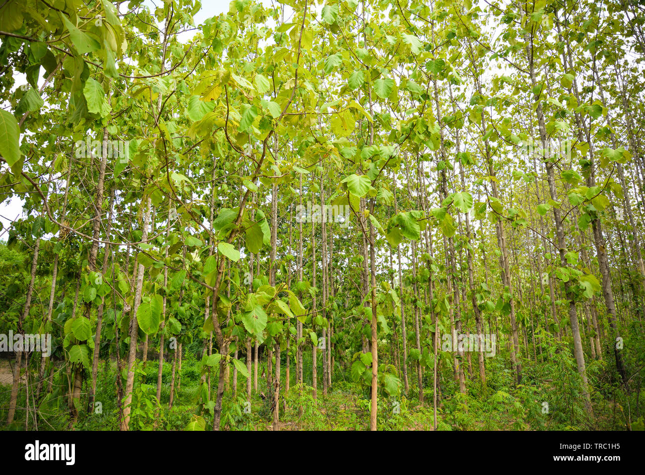En forêt arbre de teck teck de plantation agricole sur le terrain avec ...