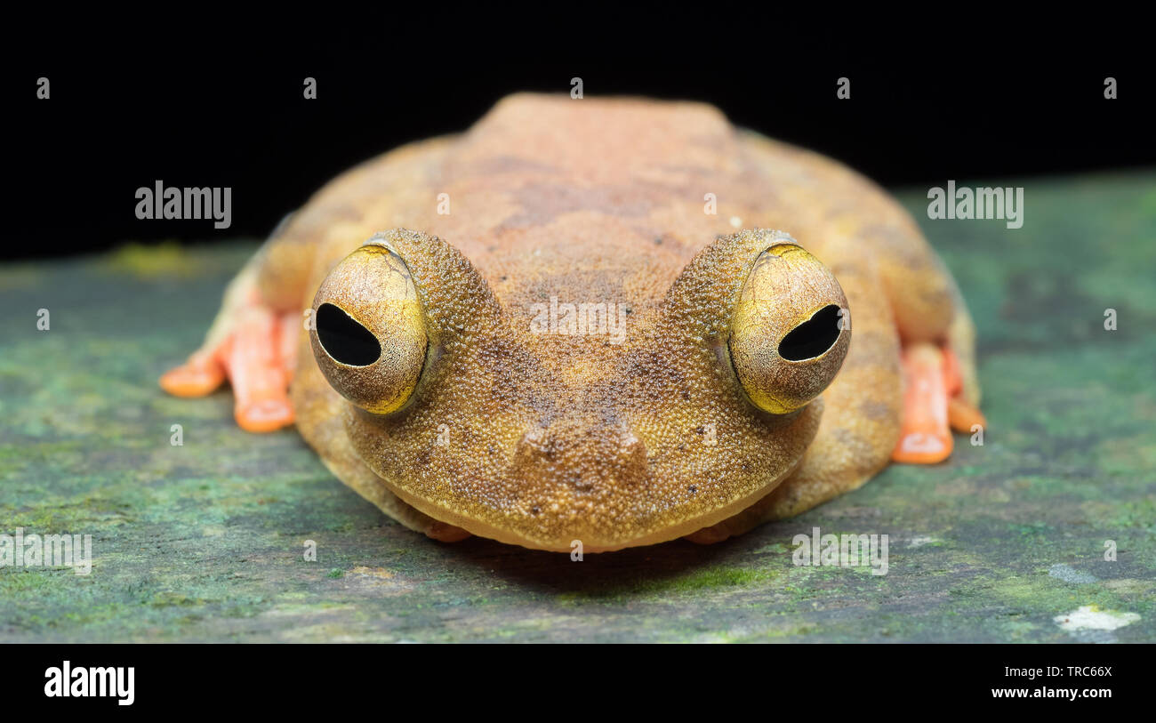 Une grenouille aux yeux rouges Banque de photographies et d’images à ...