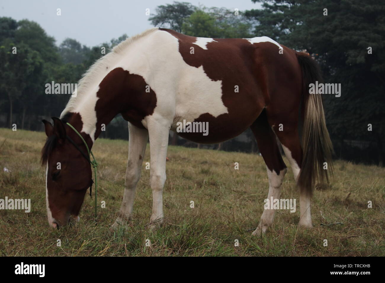 Cheval brun et blanc Banque de photographies et d’images à haute ...