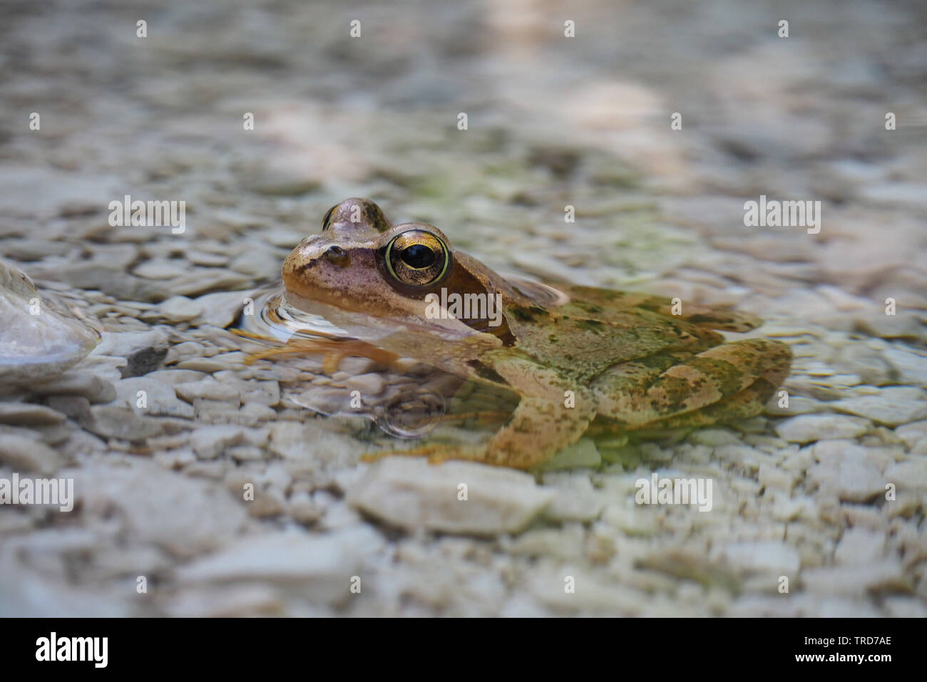 Jeune petite grenouille agile (Rana dalmatina) aux grands yeux assis ...
