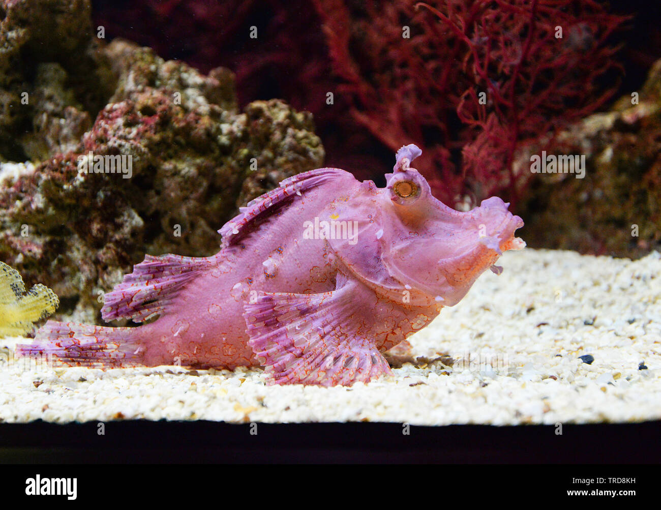 Rhinopias frondosa de poisson scorpion jaune Banque de photographies et ...