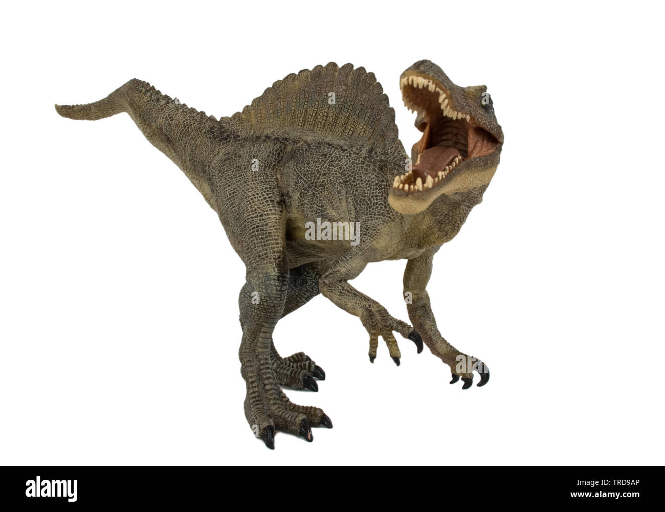 Spinosaurus aegyptiacus Banque de photographies et d’images à haute résolution - Page 2 - Alamy