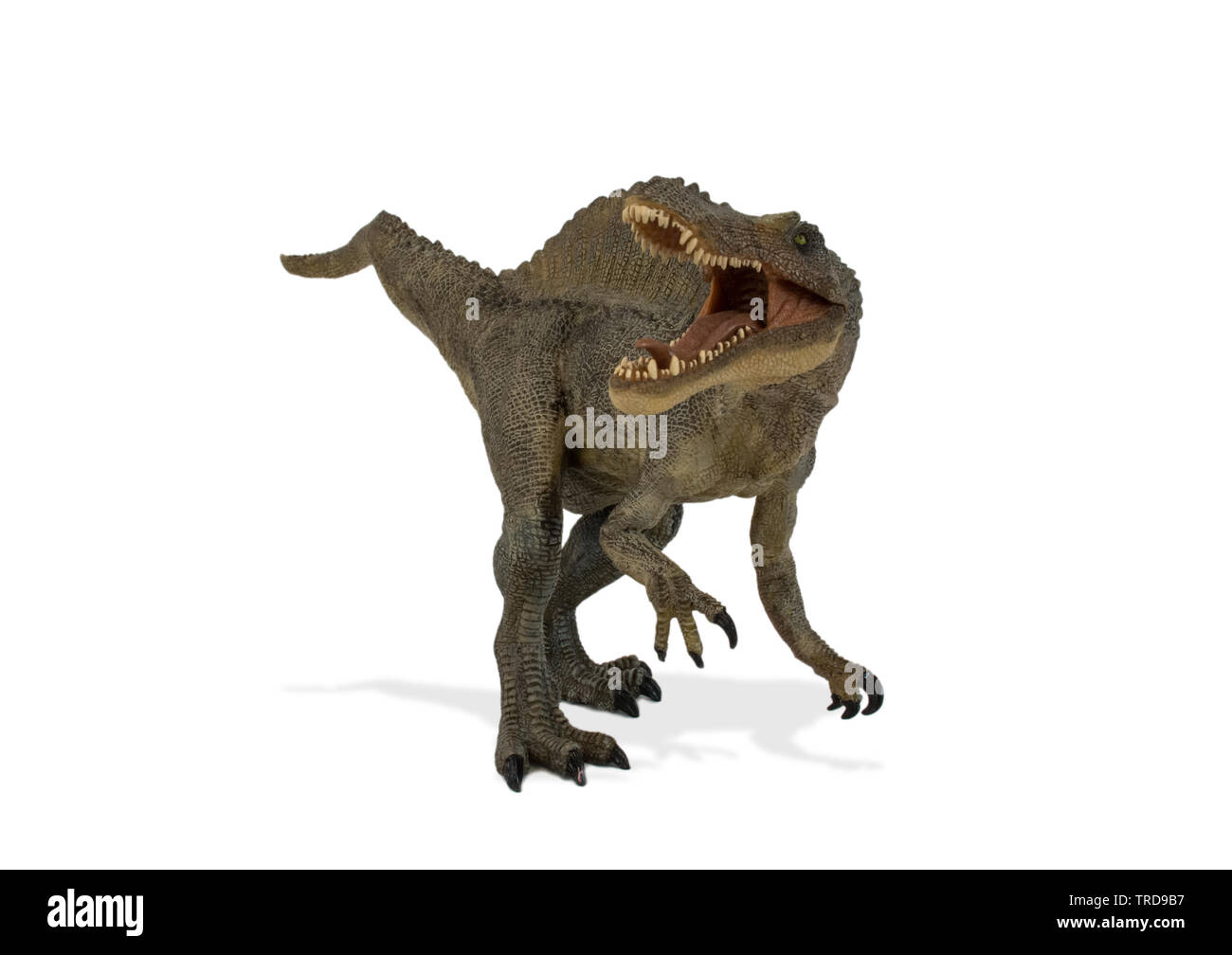 Dinosaur dinosaurs dino allosaurus Banque d'images détourées - Alamy