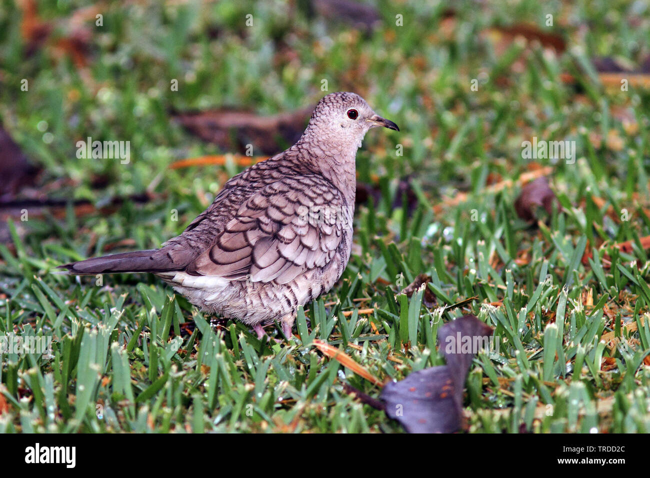 Scardafella Inca Banque d'image et photos - Alamy