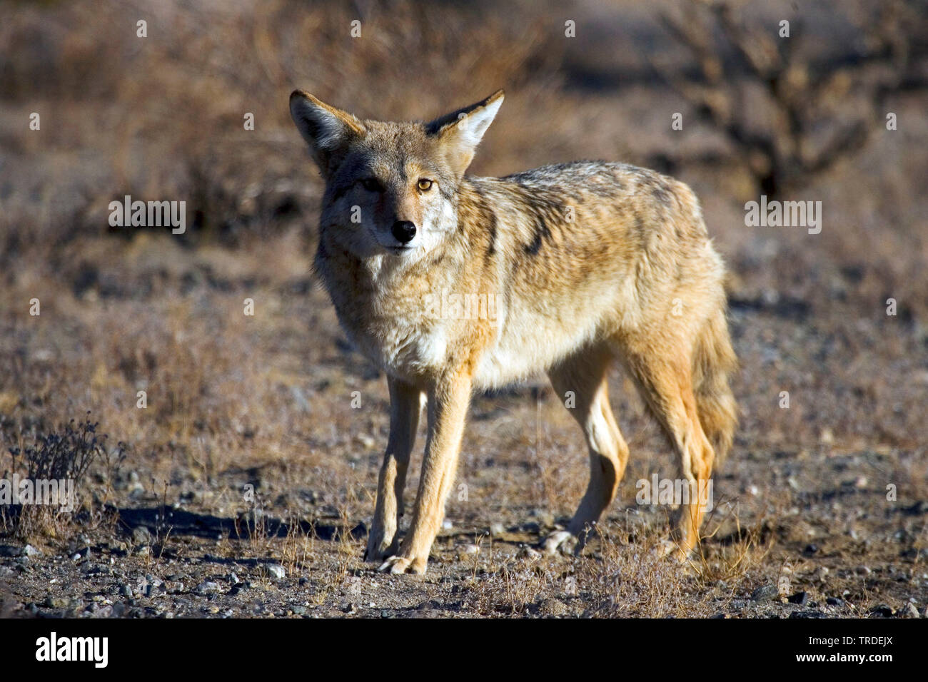 Joshua tree national park animal Banque de photographies et d’images à ...