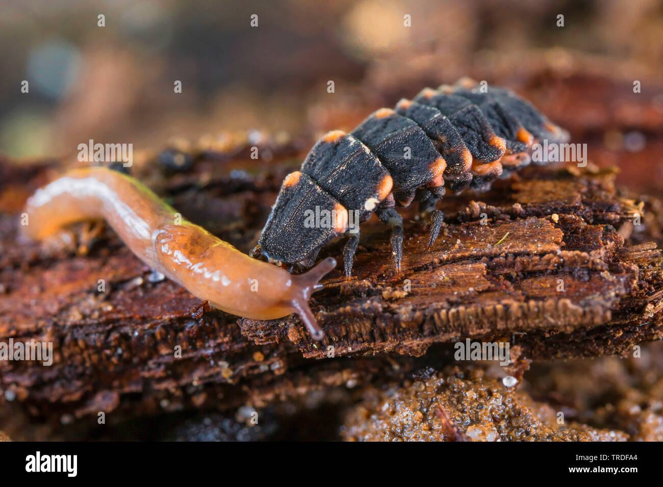 Petit coléoptère de la foudre (Lamprohiza Phausis splendidula splendidula,), larves capturées ...