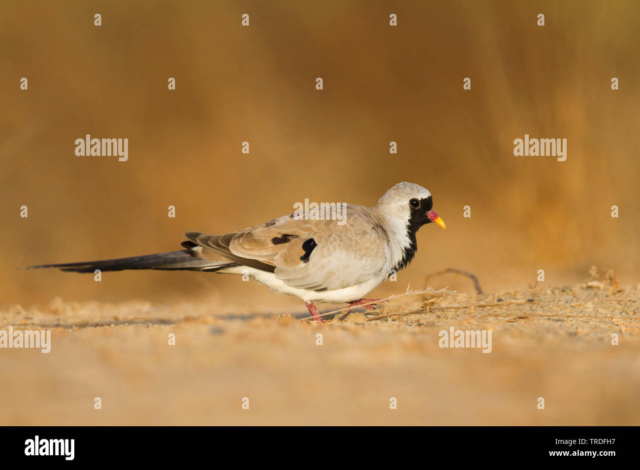 Namaqua dove oena capensis Banque de photographies et d’images à haute ...