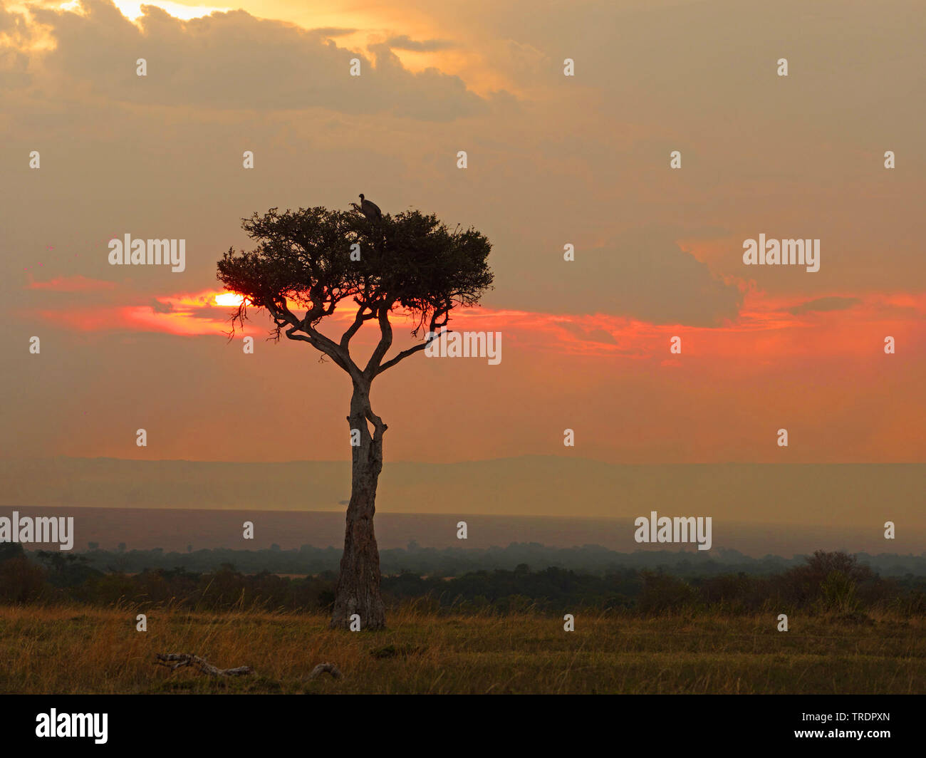 Savane dans le parc national de masai mara au kenya Banque de ...