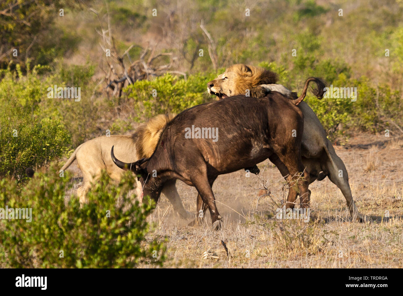 Lion tuant une proie Banque de photographies et d’images à haute ...