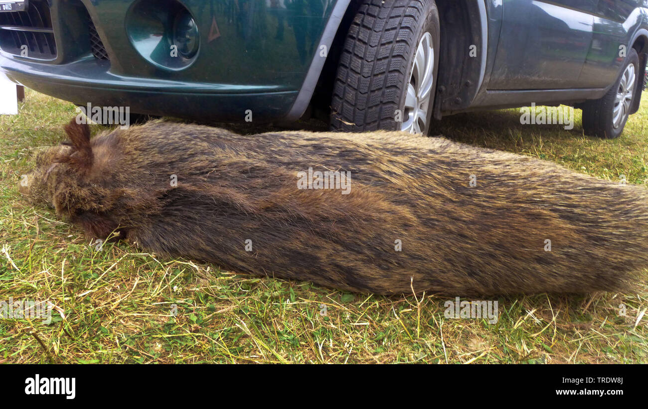 Sanglier mort route Banque de photographies et d’images à haute ...