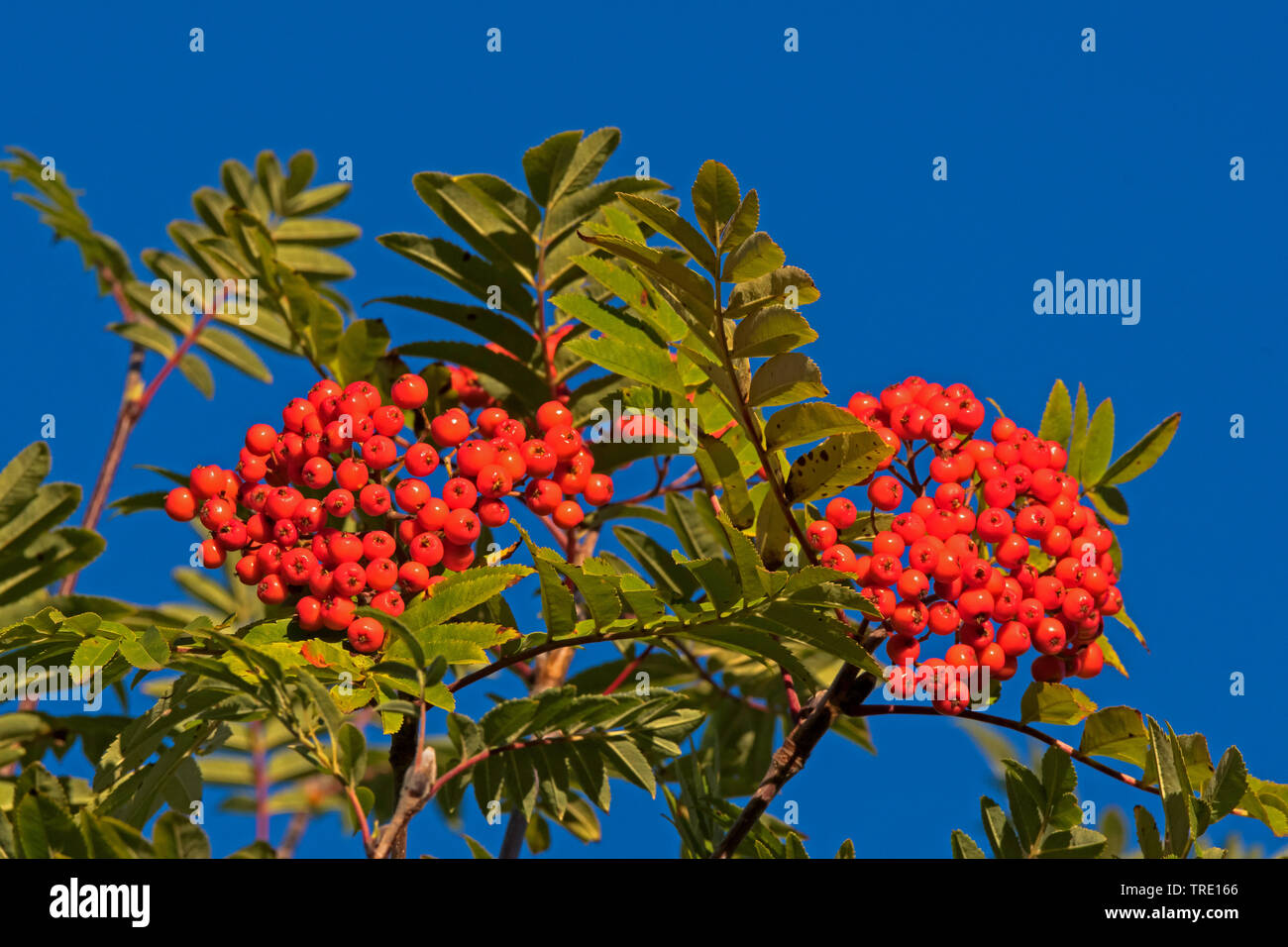 La montagne européenne-ash, Rowan Tree (Sorbus aucuparia), de la ...