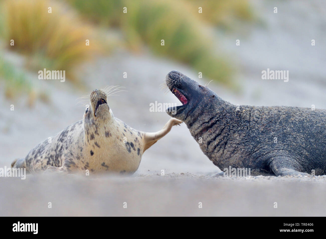 Phoques gris sur la plage Banque de photographies et d’images à haute ...
