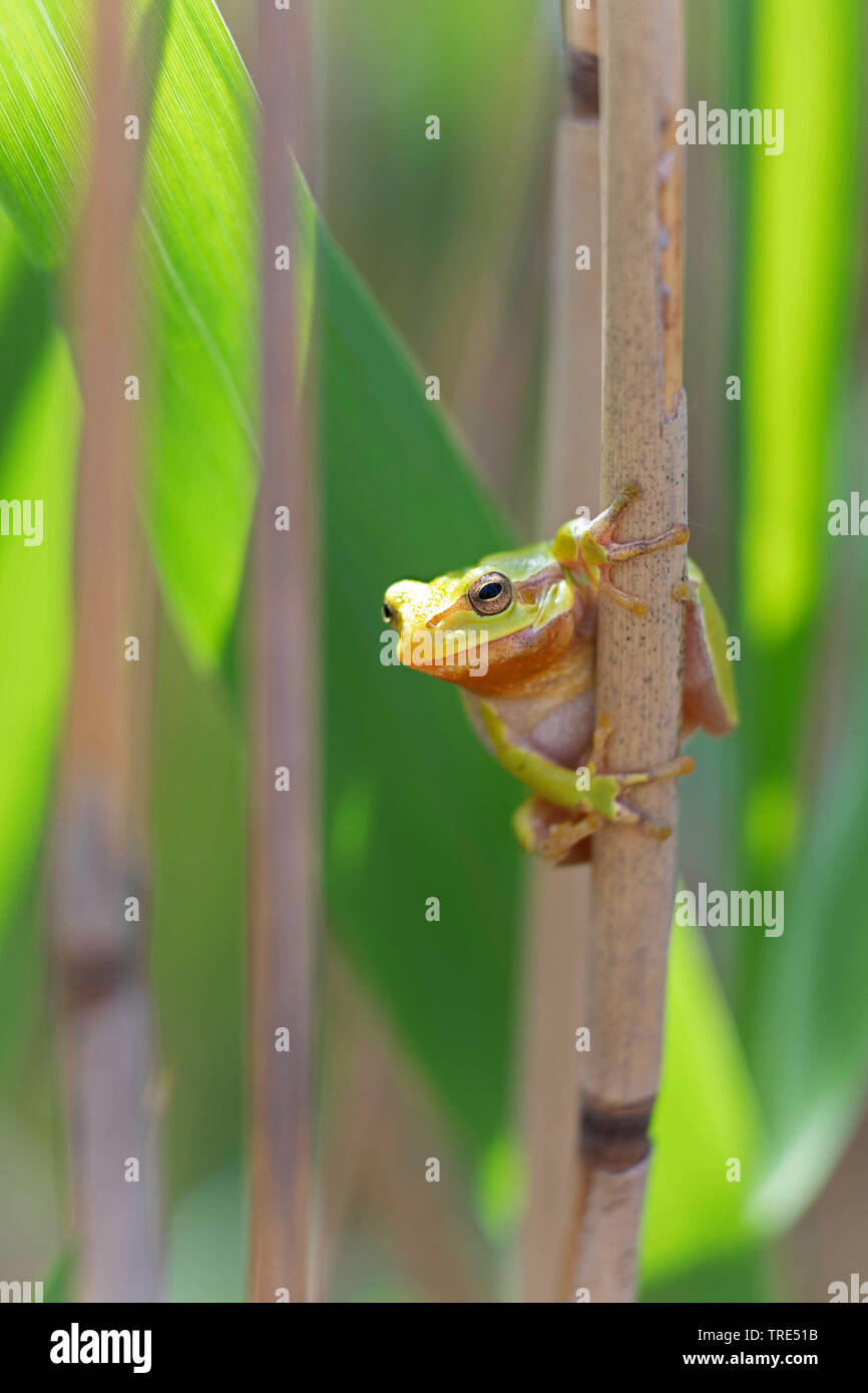 Grenouilles des roseaux Banque de photographies et d’images à haute ...