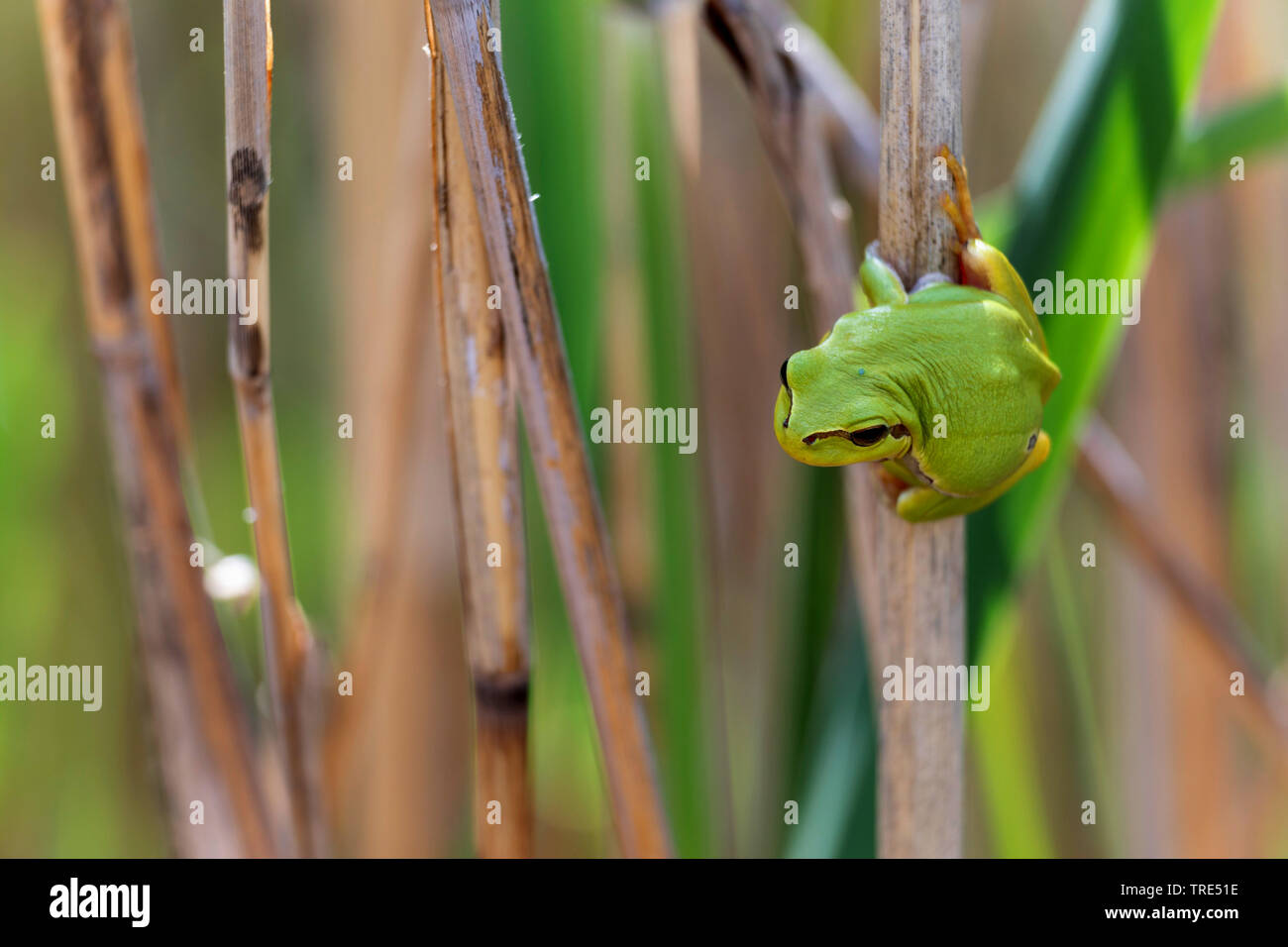 Grenouilles des roseaux Banque de photographies et d’images à haute ...