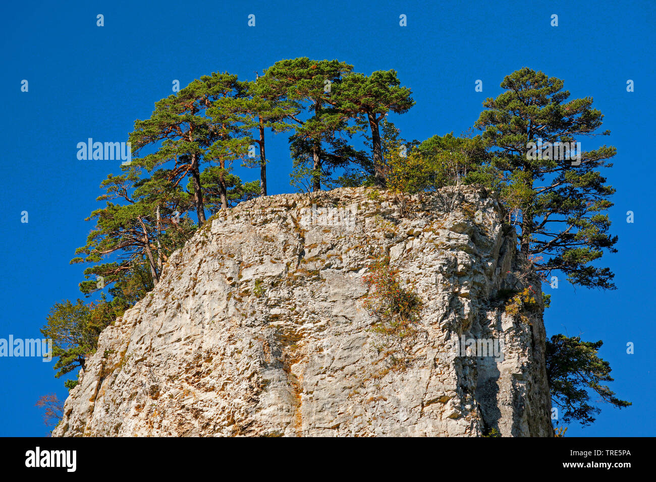 Arbres sur le rocher Banque de photographies et d’images à haute ...