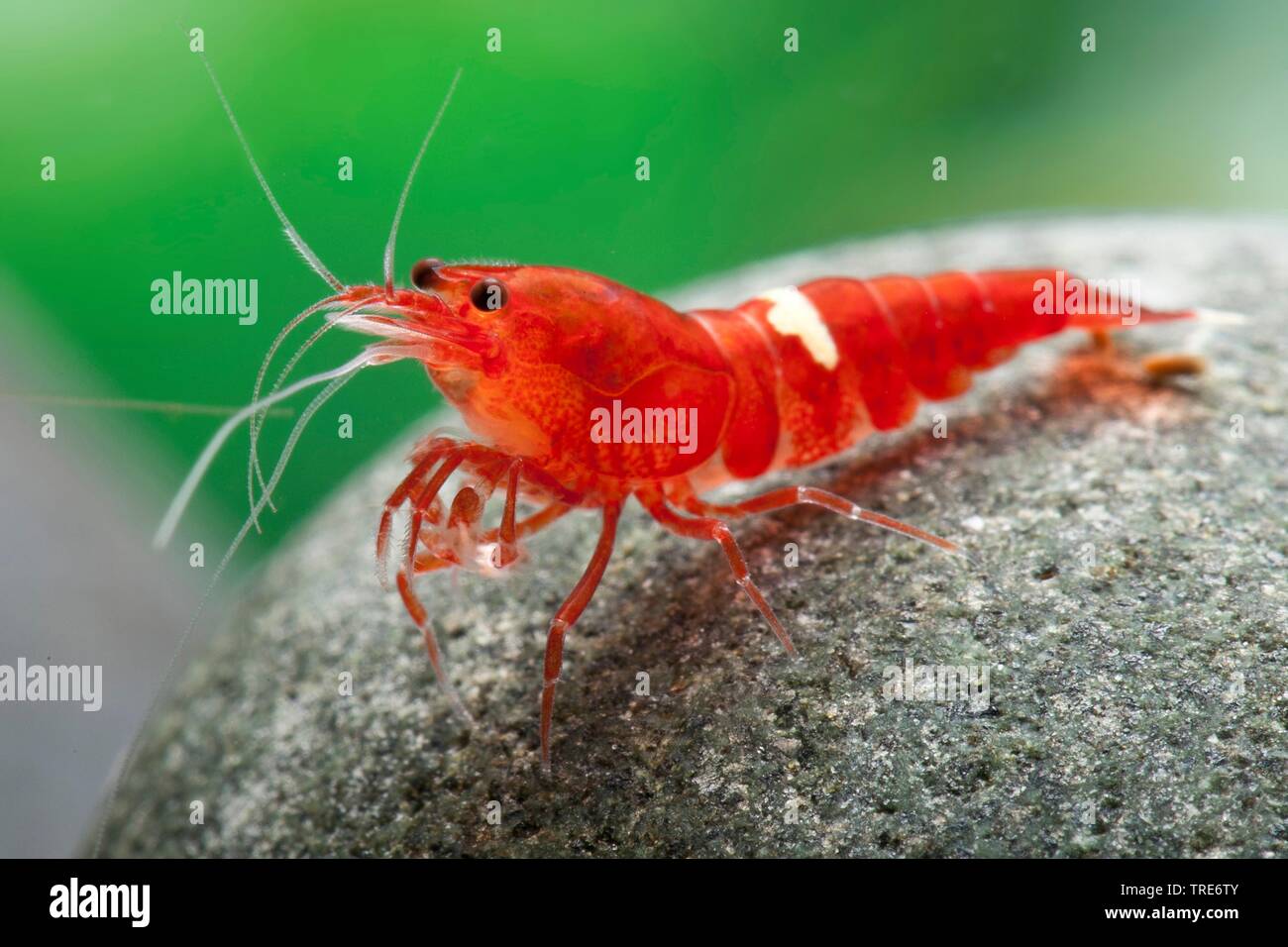 La crevette rouge rubis, Taiwan Bee, Panda Panda Noir Garnele, Panda ...