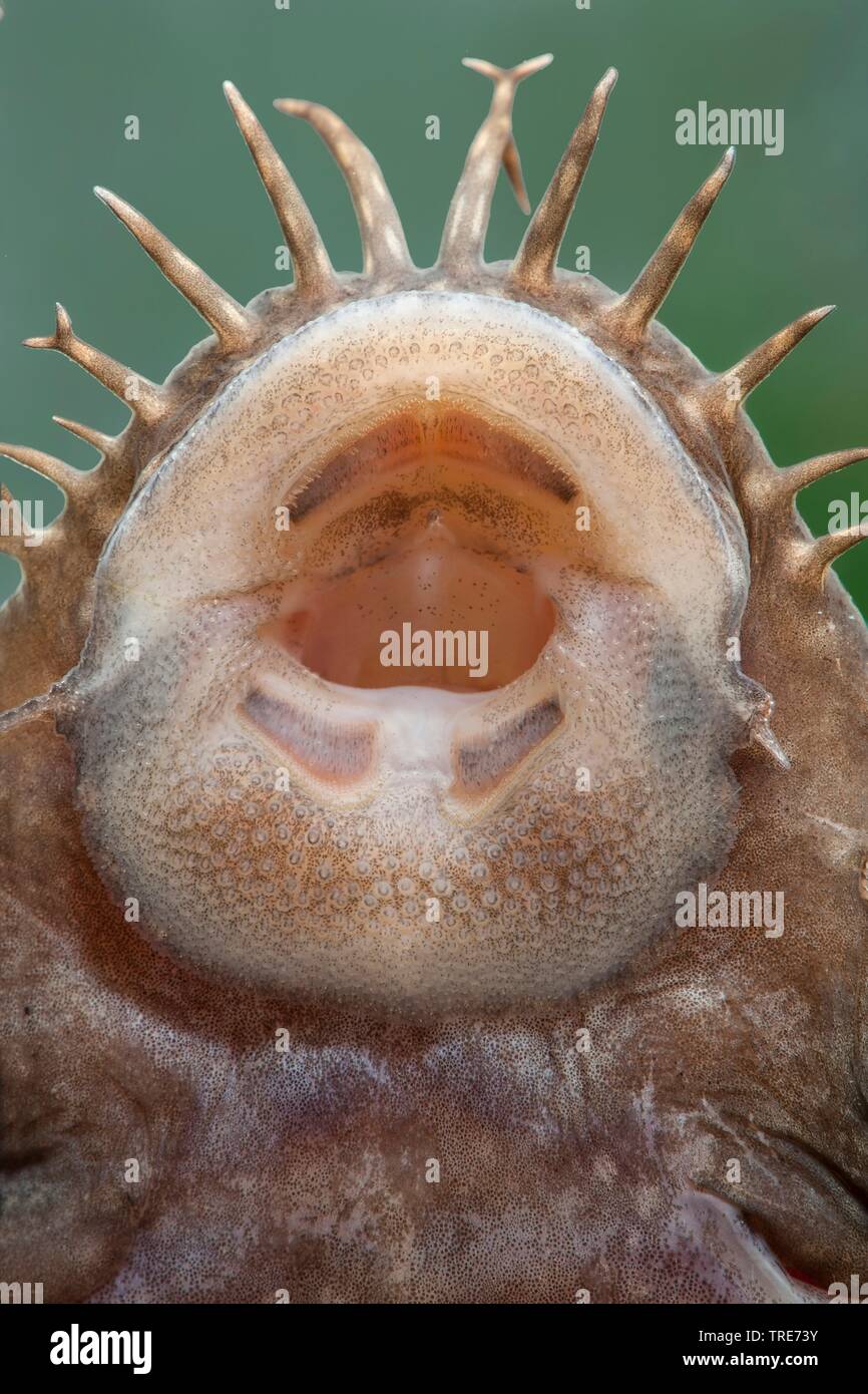 Poisson à grande bouche Banque d'image et photos - Alamy